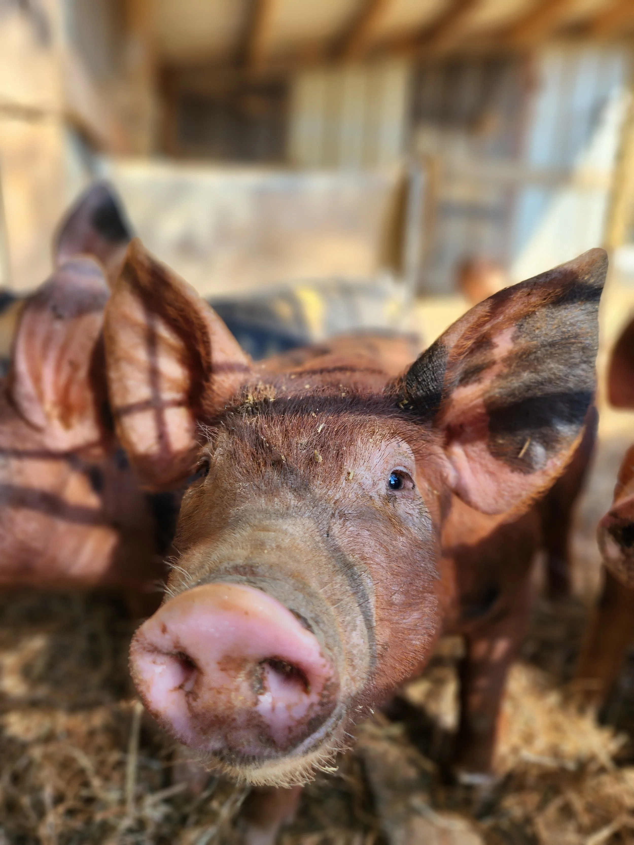 About | Family Owned & Operated | Naturally Raised Animals — Hidden ...
