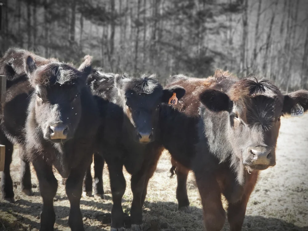 About | Family Owned & Operated | Naturally Raised Animals — Hidden ...