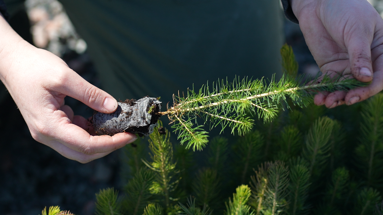Forest Nova Scotia | Explore Sustainable Forestry