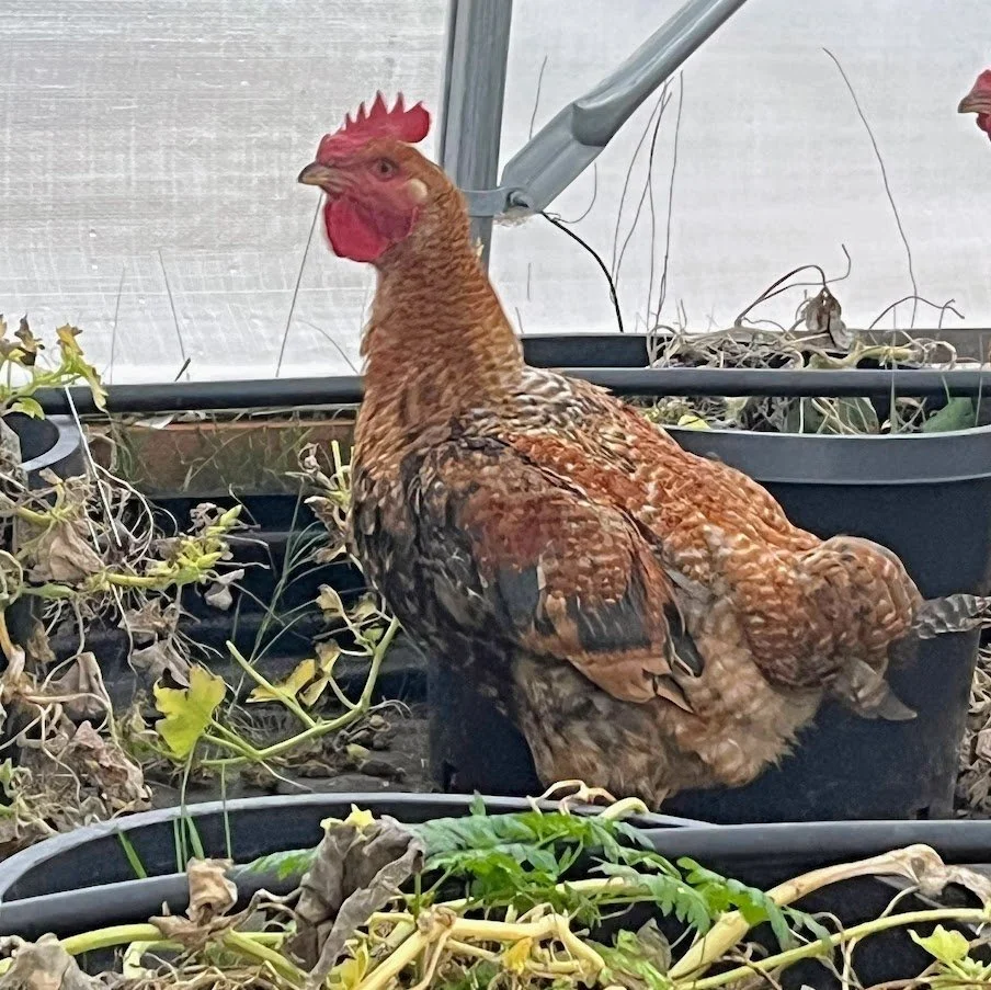 Our Poultry — Old Town Farmstand
