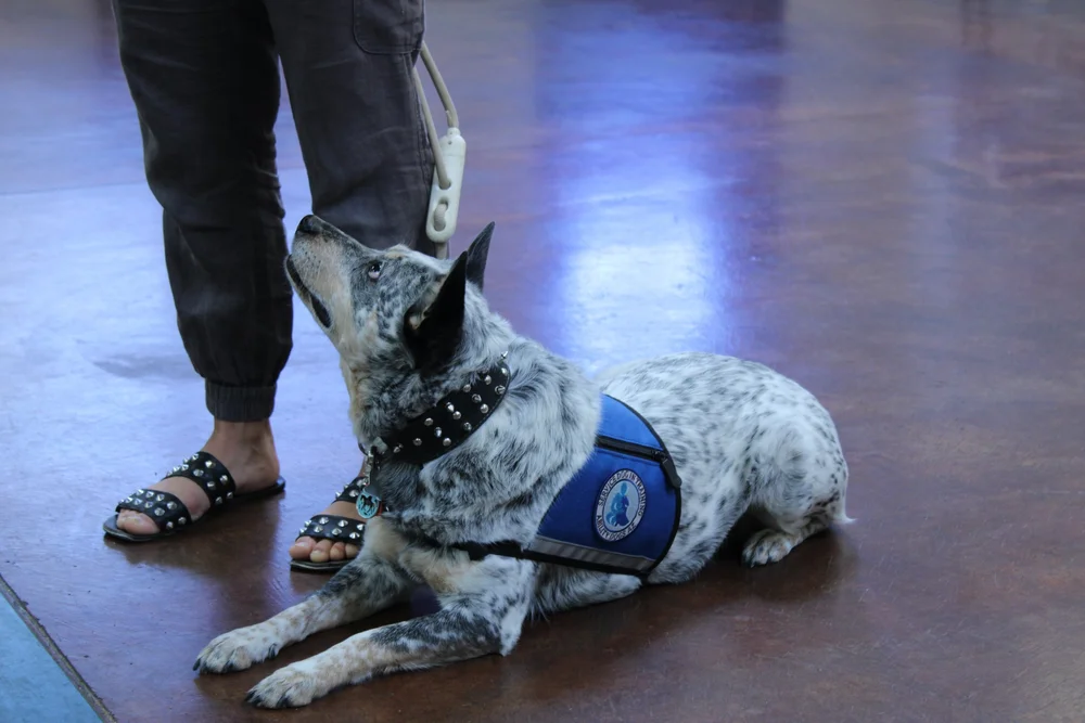 Ability Dogs of Arizona