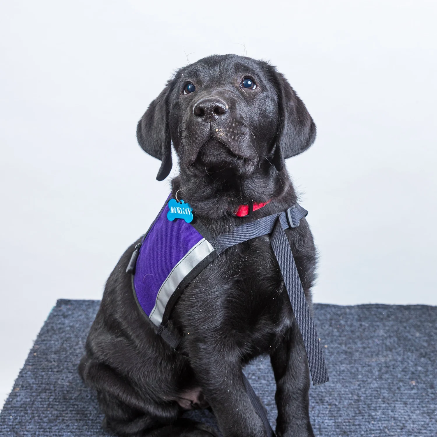 Ability Dogs of Arizona