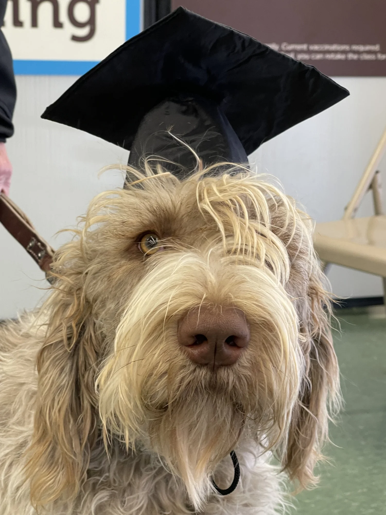 Dog Training for Pets of All Ages — Ability Dogs