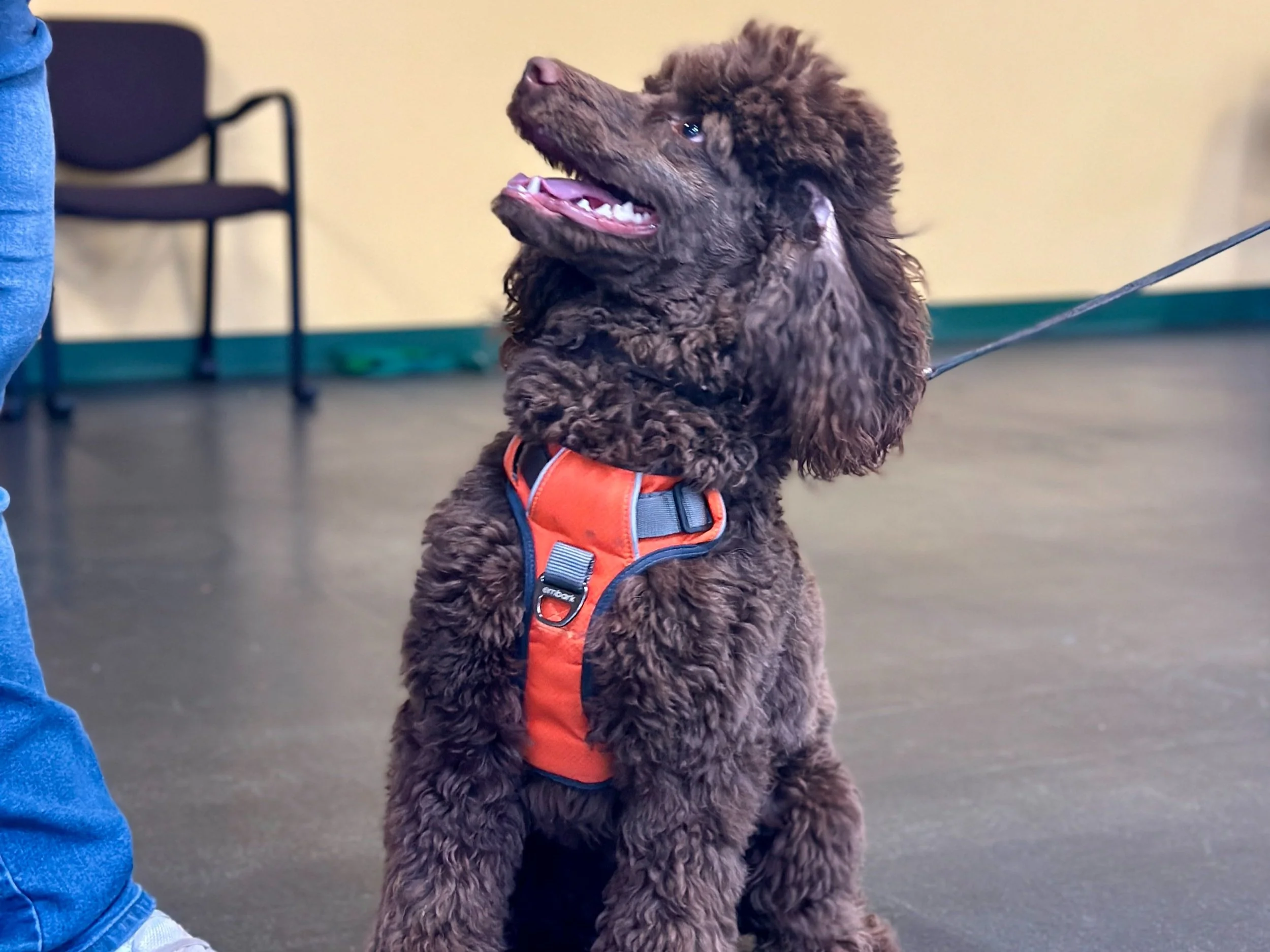 Ability Dogs of Arizona