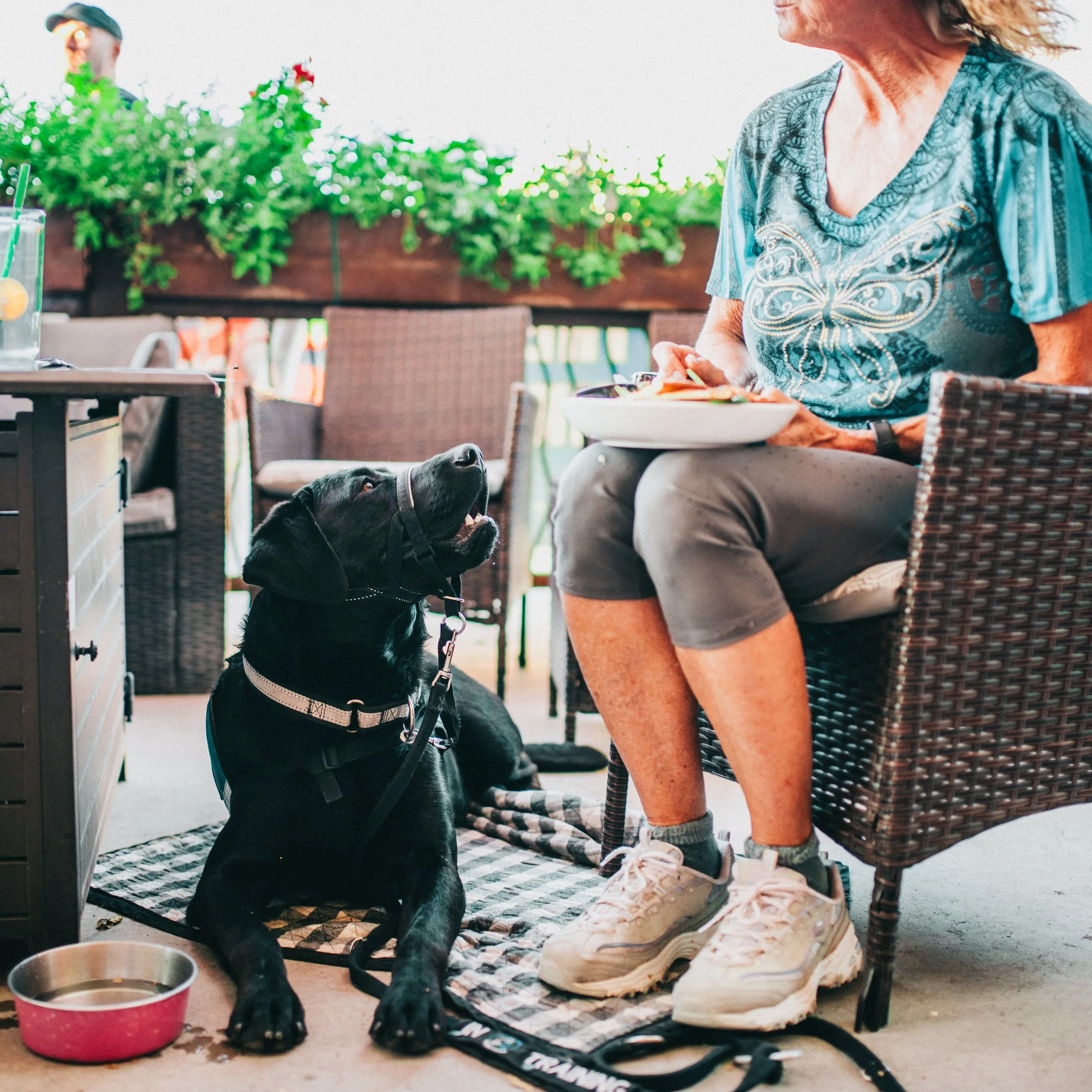 Train Your Own Service Dog in Phoenix — Ability Dogs