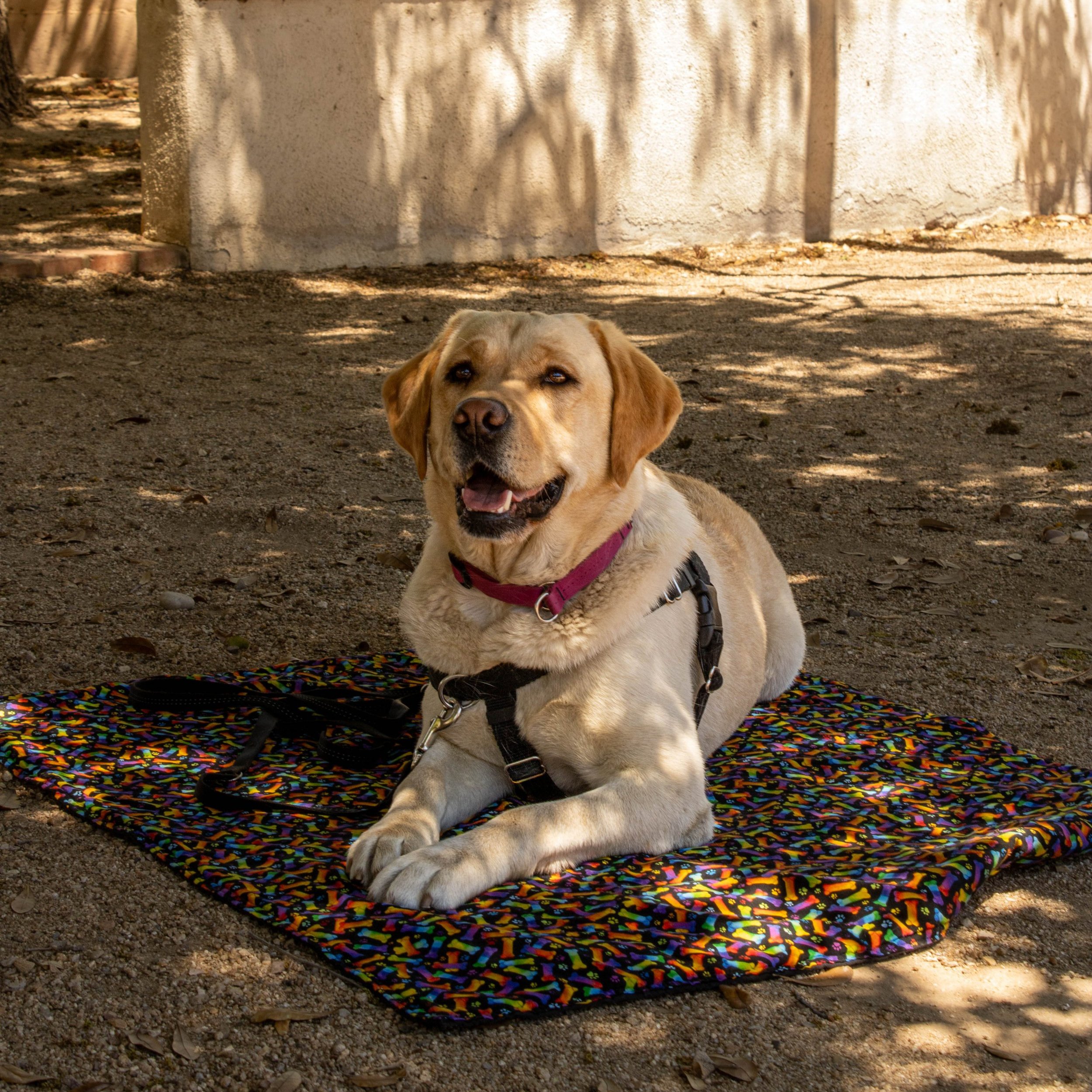 Ability Dogs of Arizona