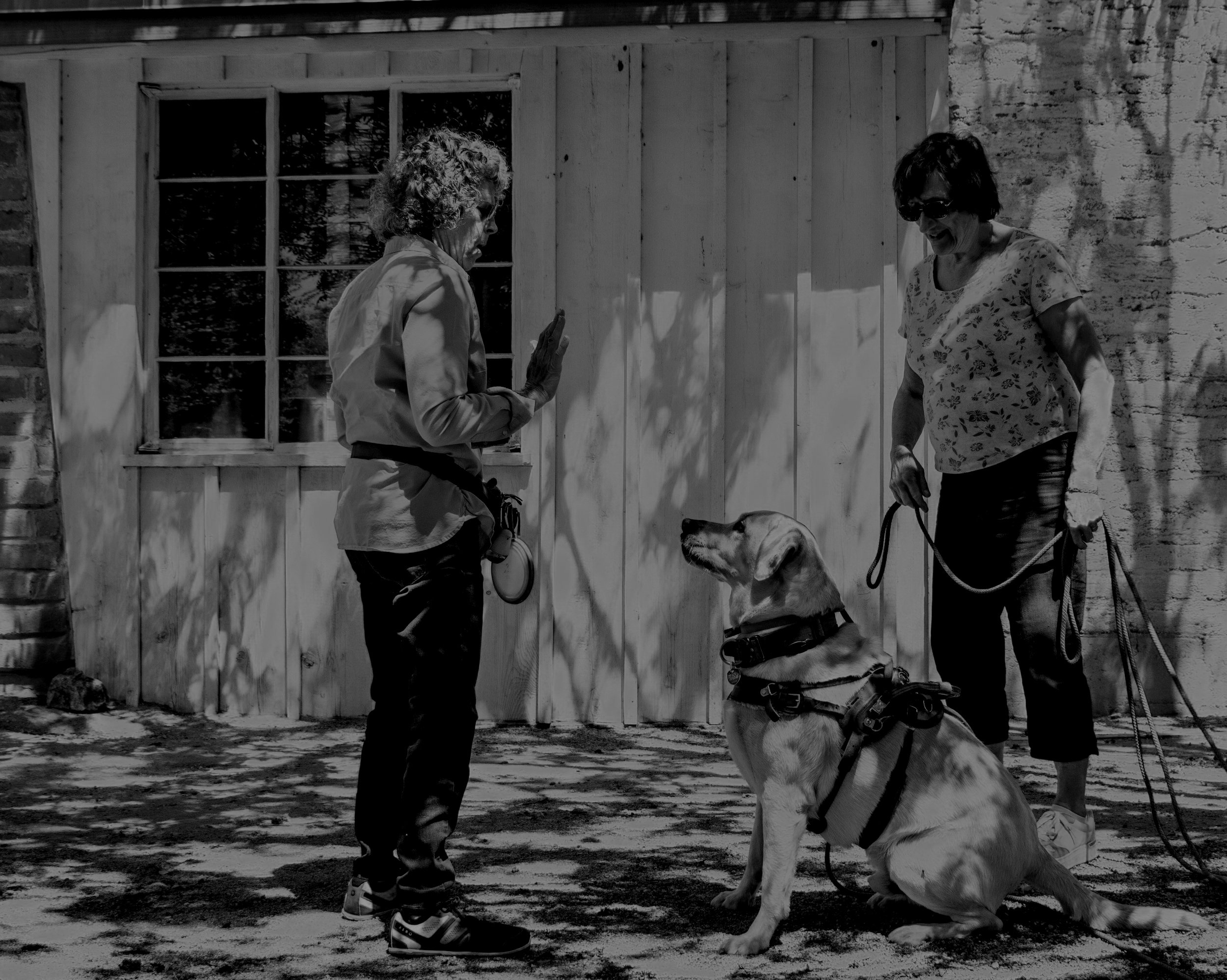Ability Dogs of Arizona
