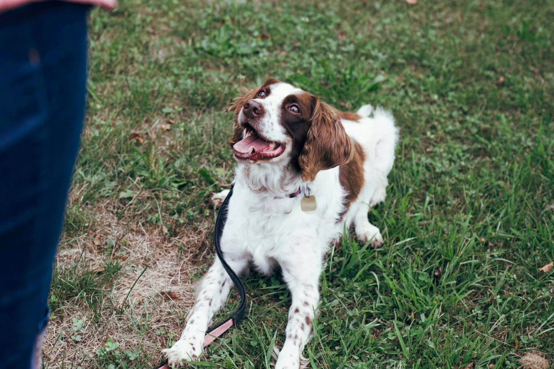 Ability Dogs of Arizona