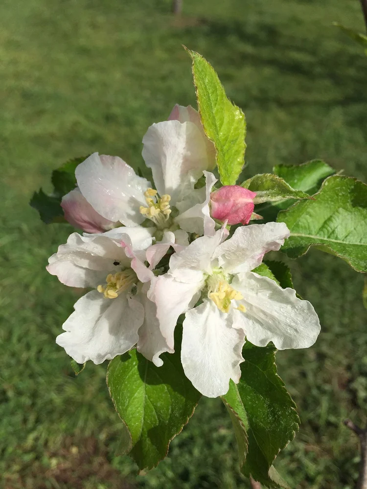 VARIETIES — The Apple Farm