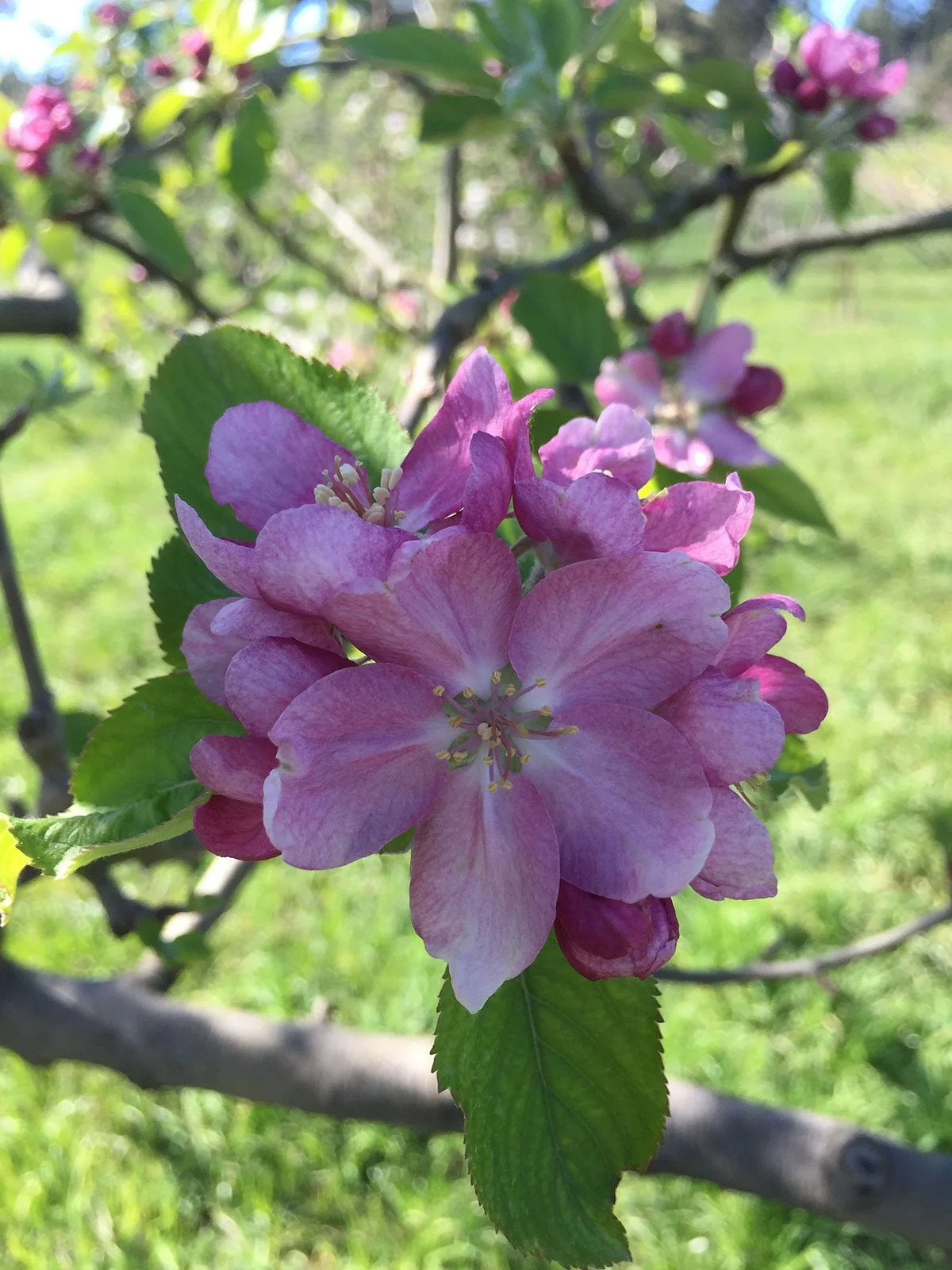 VARIETIES — The Apple Farm