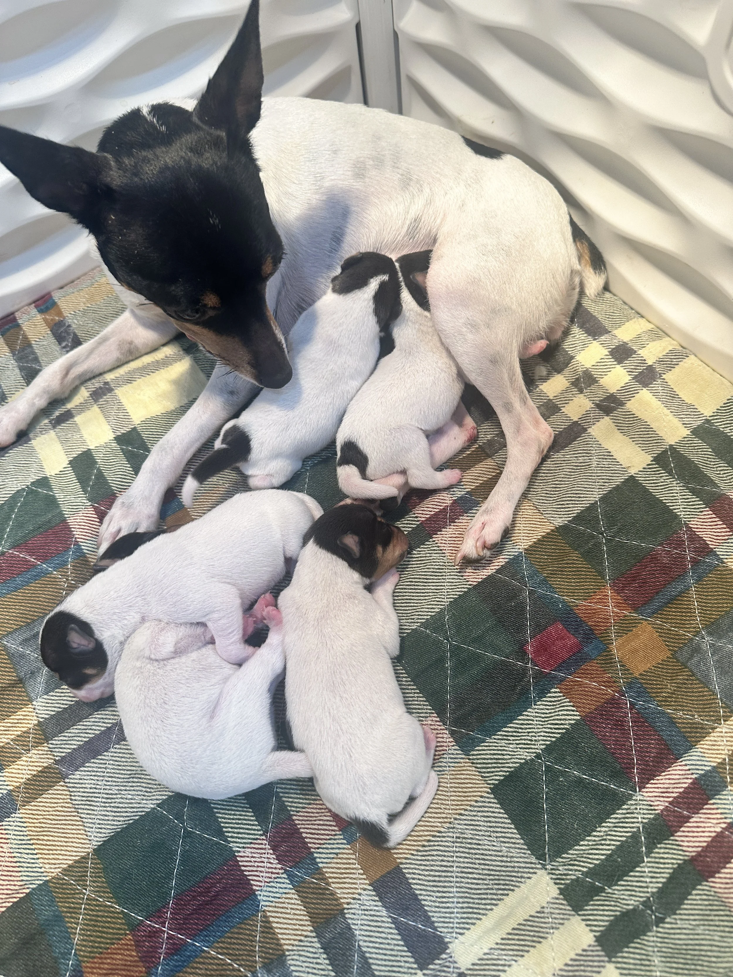 Toy Fox Terrier puppies for sale — FritzFox Toy Fox Terriers