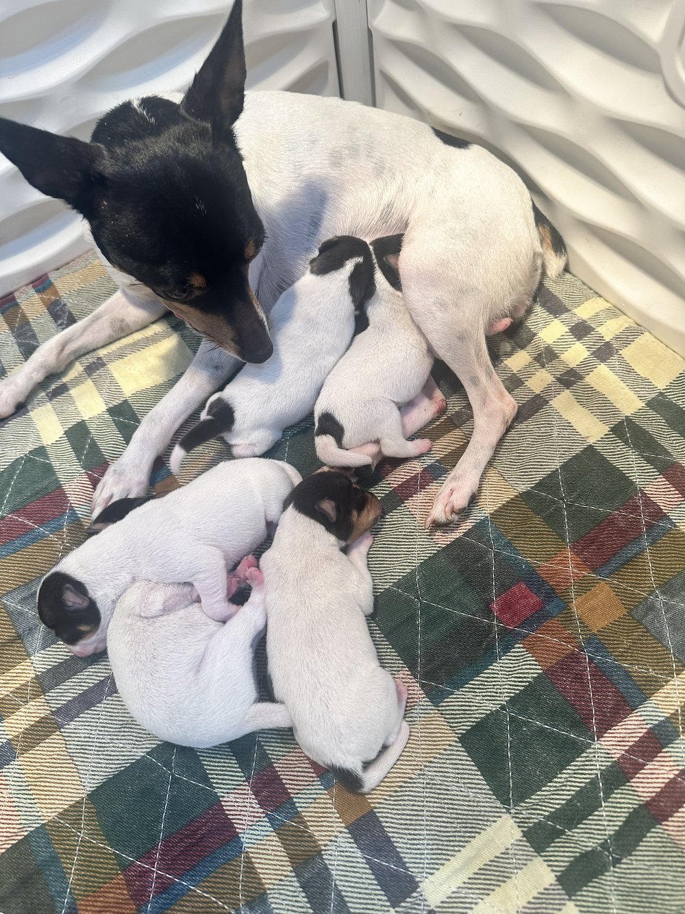 Toy Fox Terrier puppies for sale — FritzFox Toy Fox Terriers