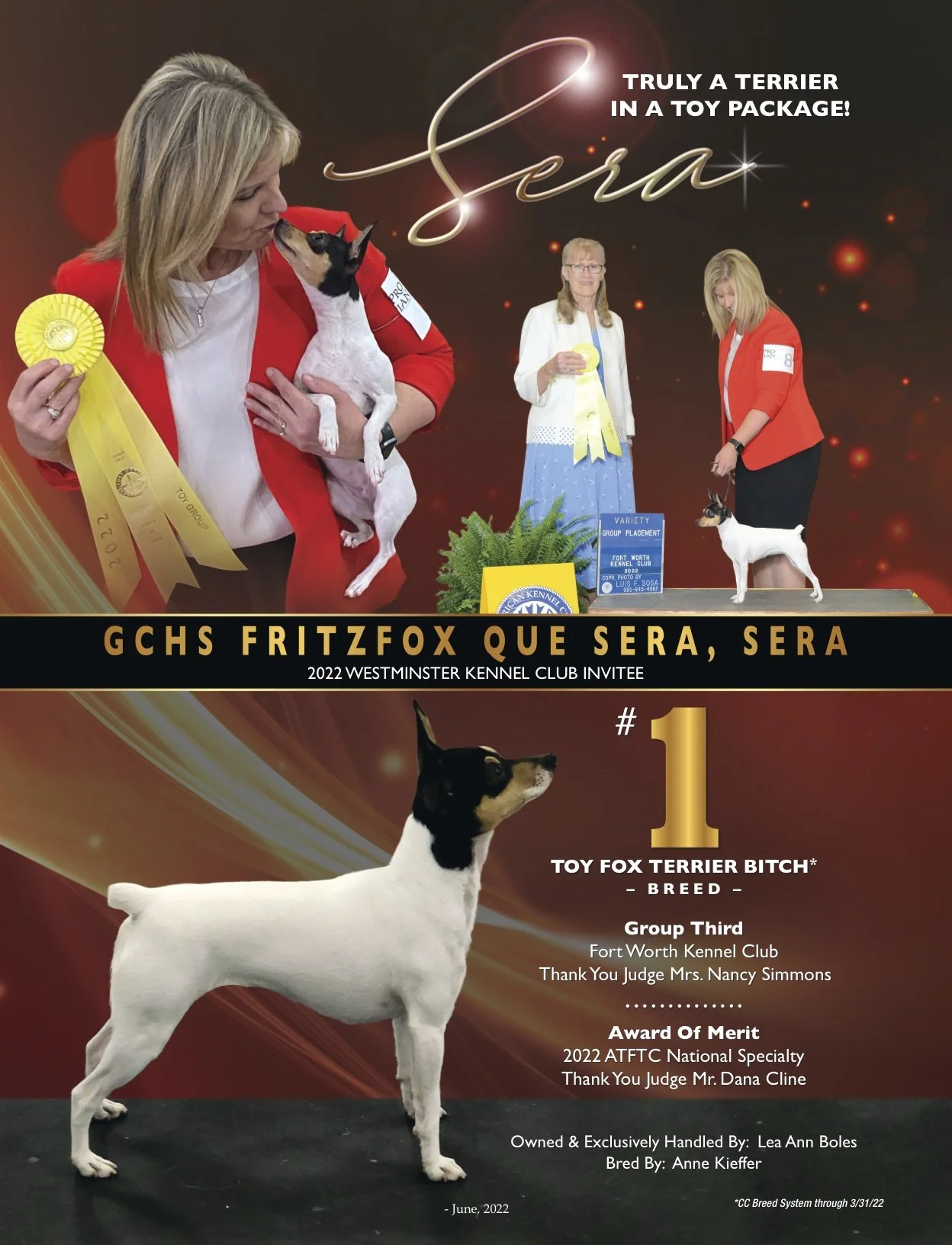 FritzFox Toy Fox Terrier dogs — FritzFox Toy Fox Terriers