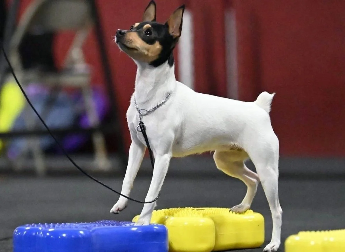 FritzFox Toy Fox Terriers | Find Your Perfect Toy Fox Terrier Today