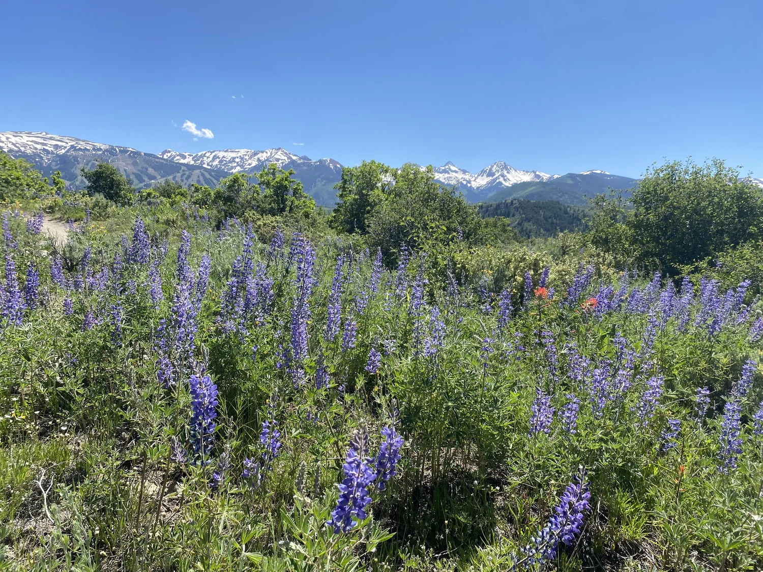Aspen Summer Travel Guide (2026): Hiking, Hotels, Restaurants & Events ...