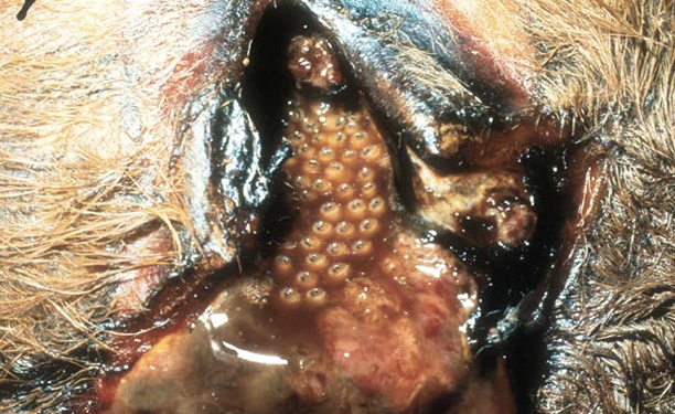 New World Screwworm — American Livestock Markets & Dealers Association