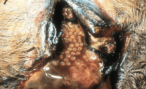 New World Screwworm — American Livestock Markets & Dealers Association