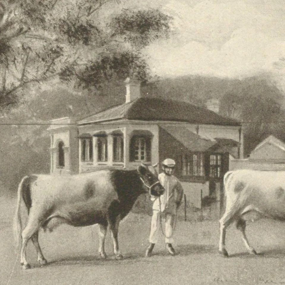 About Pokfulam Farm — 薄鳧林牧場 The Pokfulam Farm