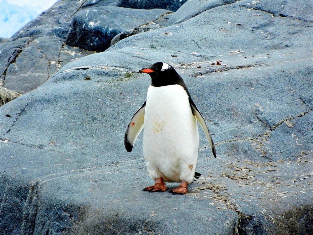RGS Animal Geographies