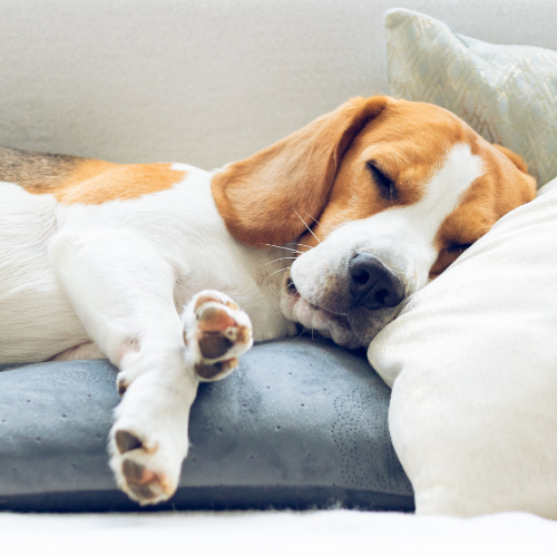 Pawsitive Transitions