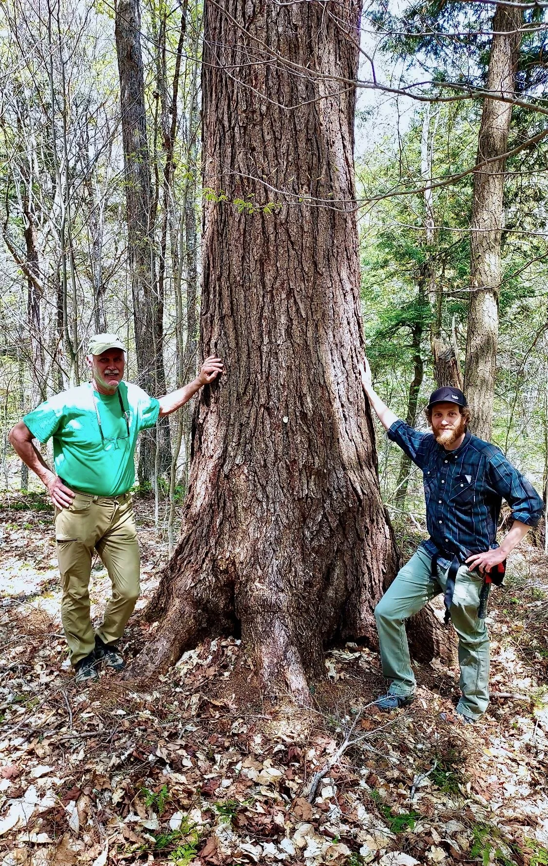 Hemlocks Saving Hemlocks — From the Ground Up
