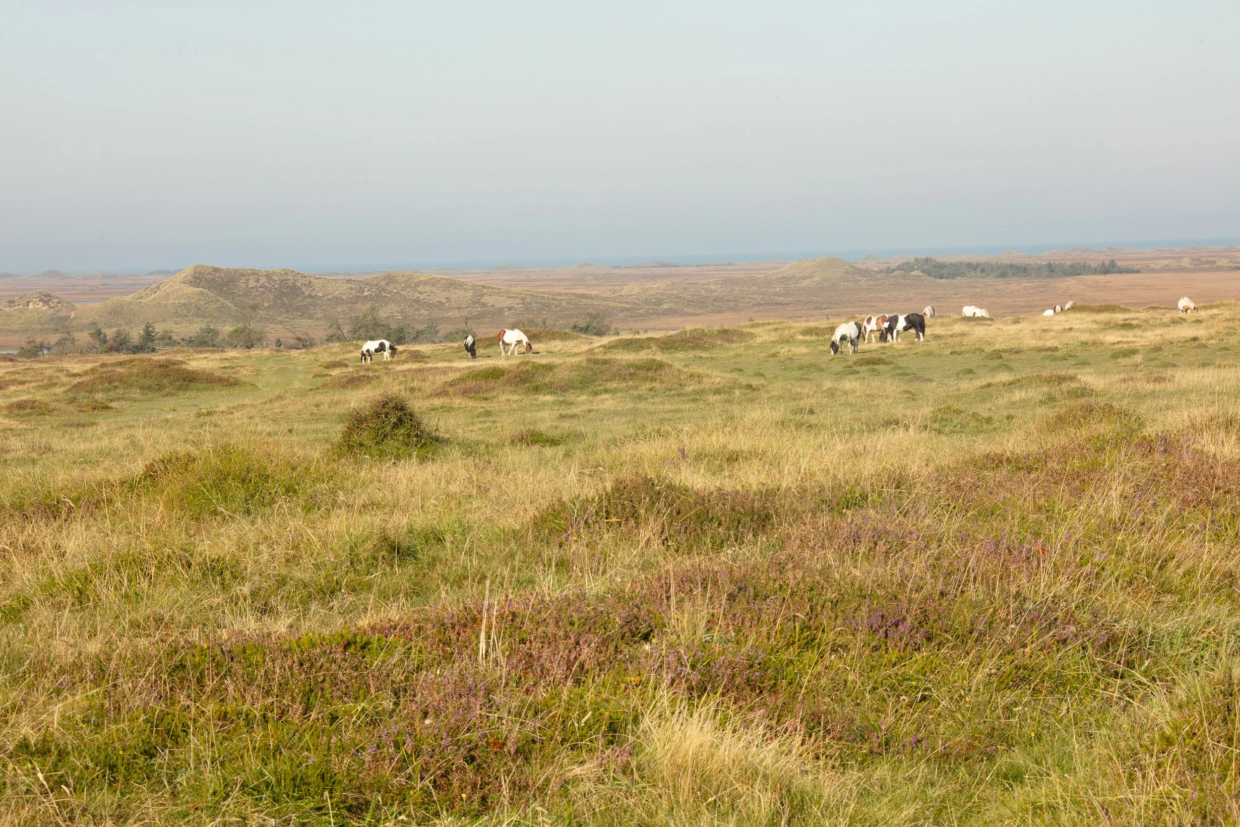 Wolves Are Expanding in Agricultural Denmark. Why Not New England ...