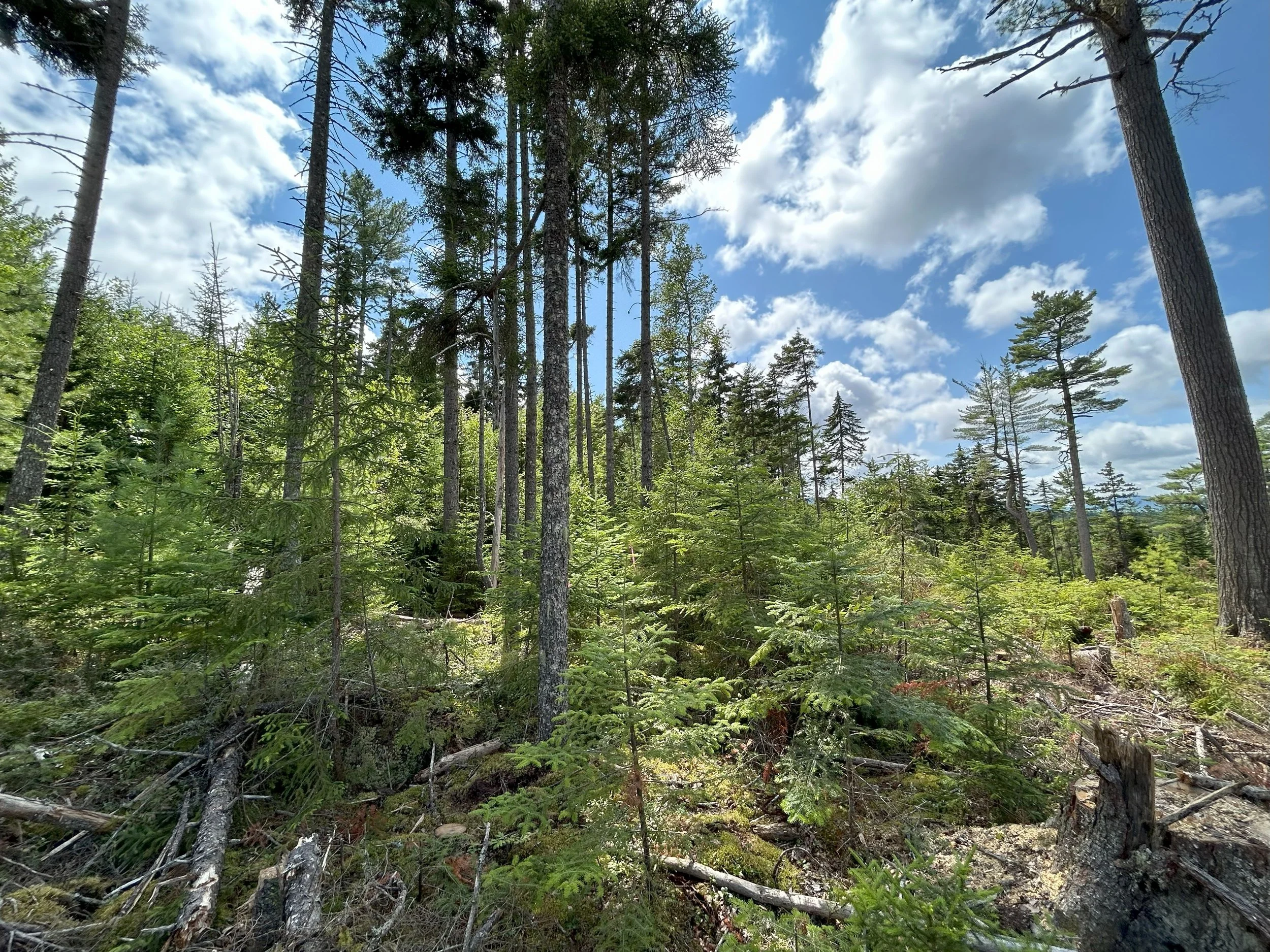 Ecological Forestry — From the Ground Up