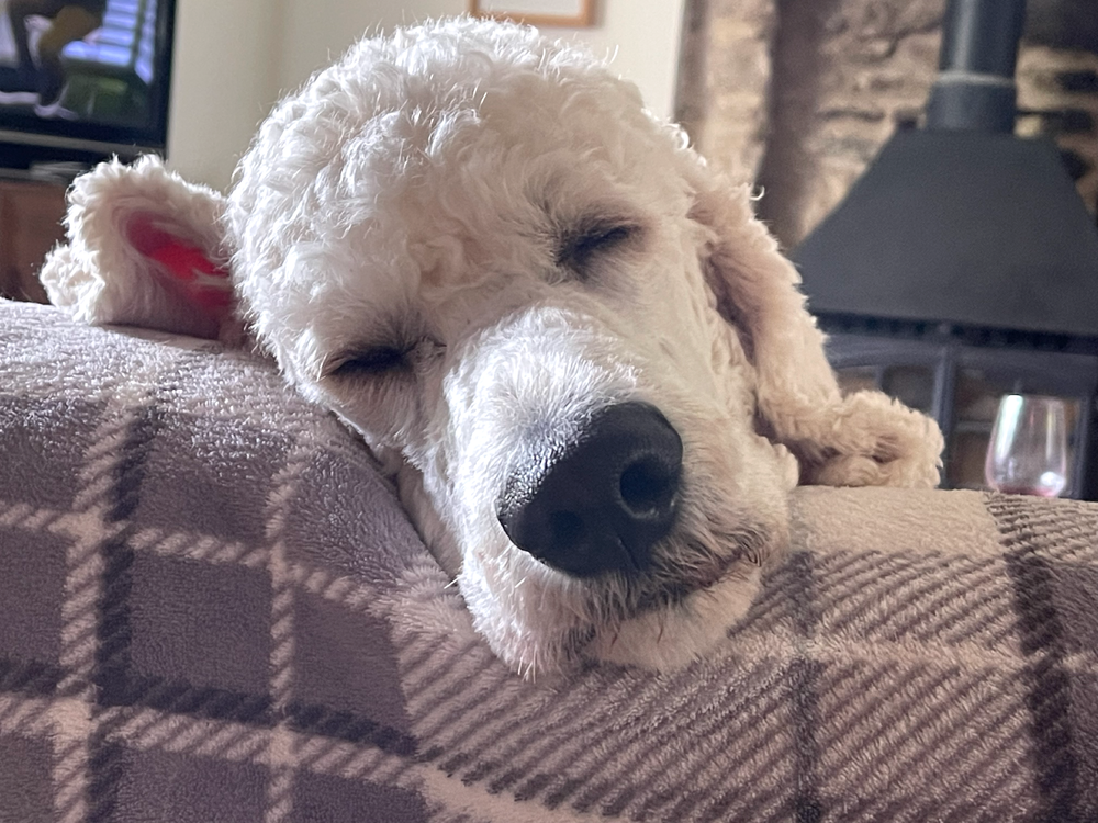 Story Dog — Jan Fearnley