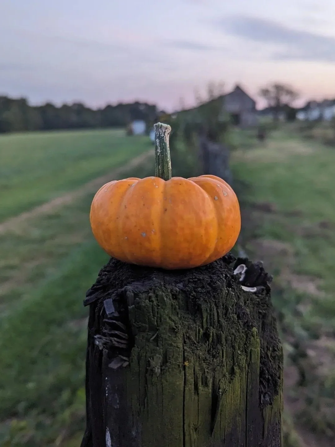Hansel Hill Farm | Local Produce & CSA | Farm Fresh Eggs | Millersville, MD