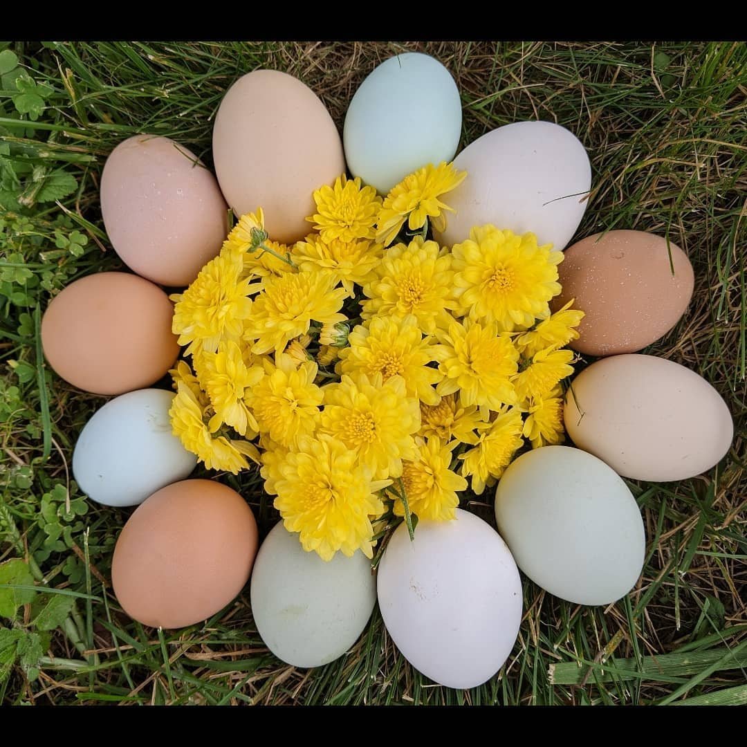 Hansel Hill Farm | Local Produce & CSA | Farm Fresh Eggs | Millersville, MD
