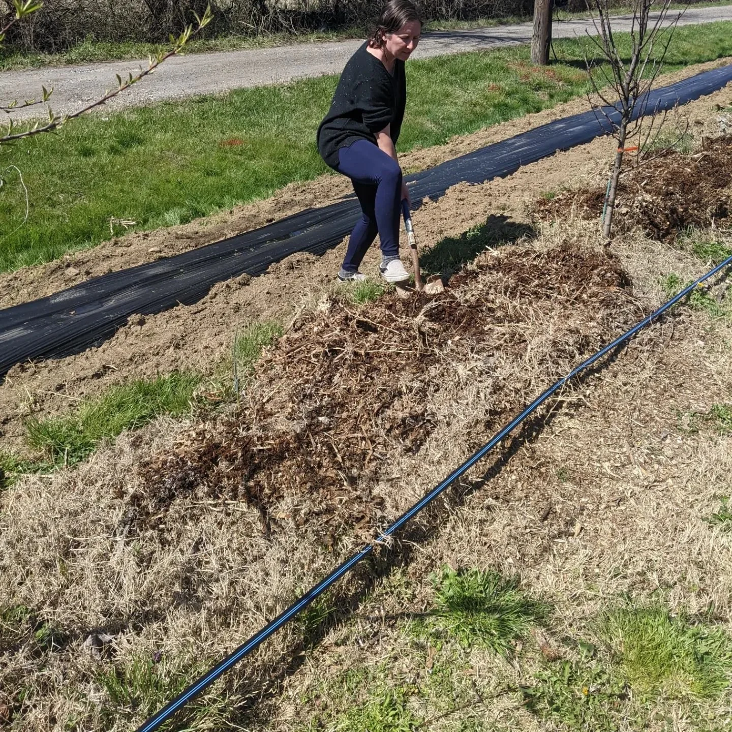 Volunteer | Animal & Plant Care — Hansel Hill Farm
