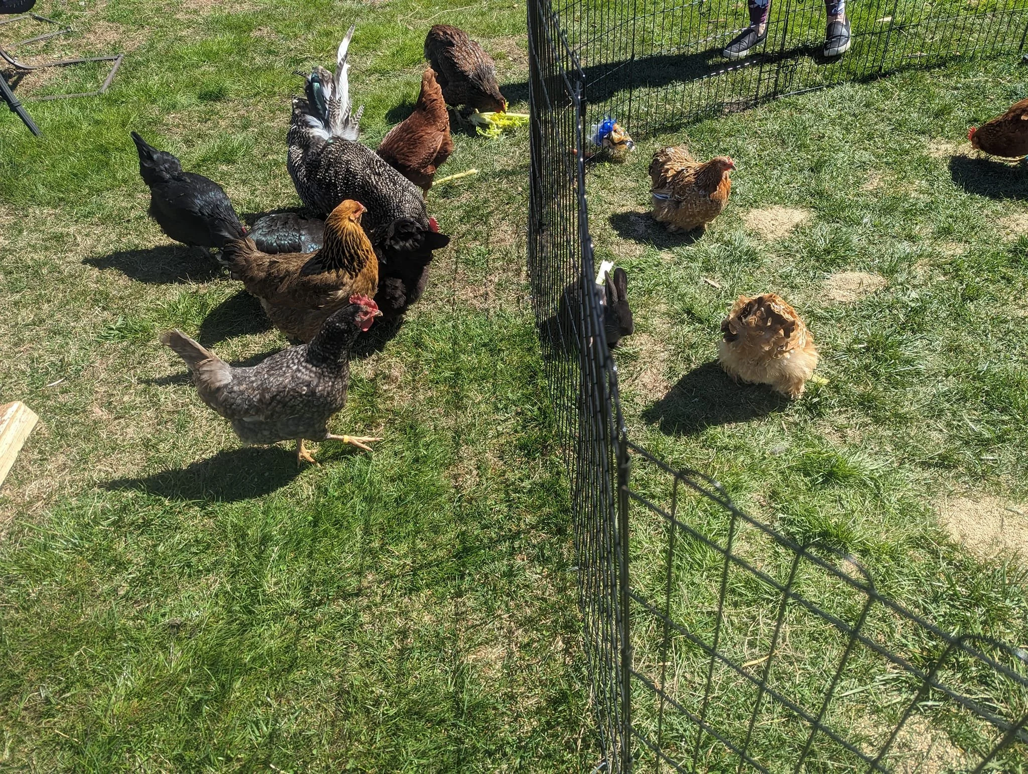 Hansel Hill Farm | Local Produce & CSA | Farm Fresh Eggs | Millersville, MD