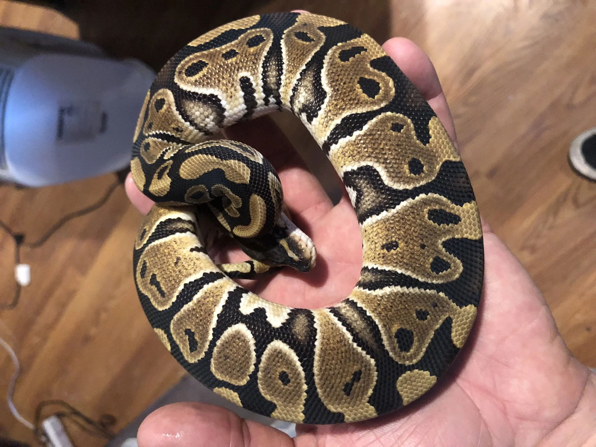 Snakes — Iowa Family Exotics & Rescues