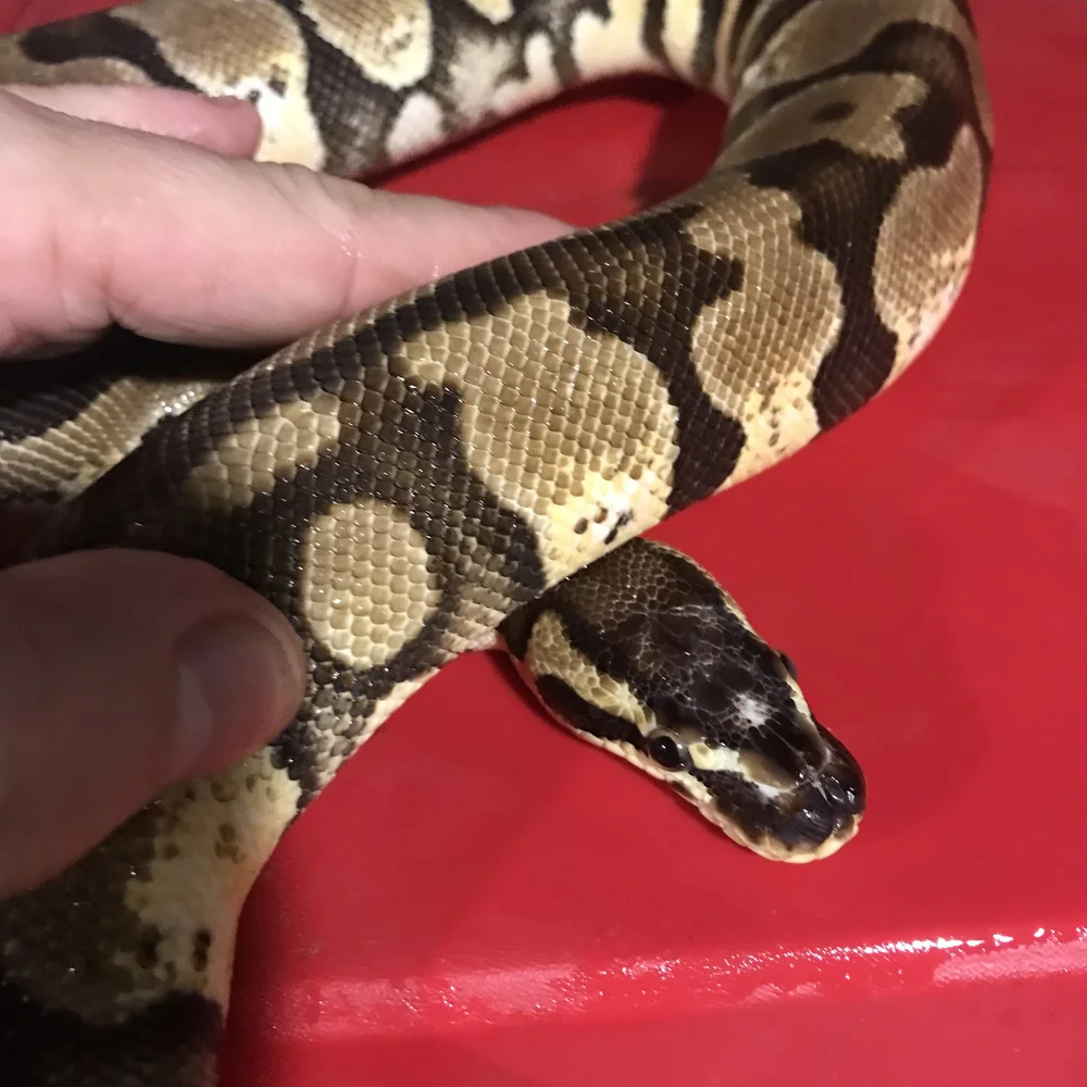 Snakes — Iowa Family Exotics & Rescues
