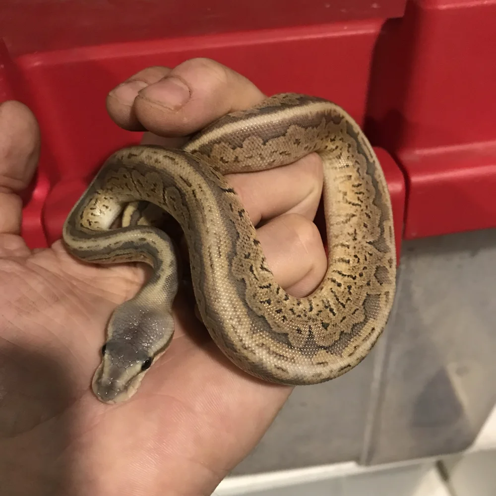 Snakes — Iowa Family Exotics & Rescues