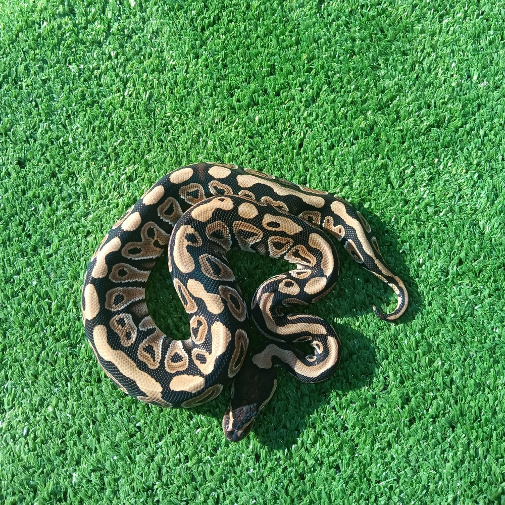 Snakes — Iowa Family Exotics & Rescues