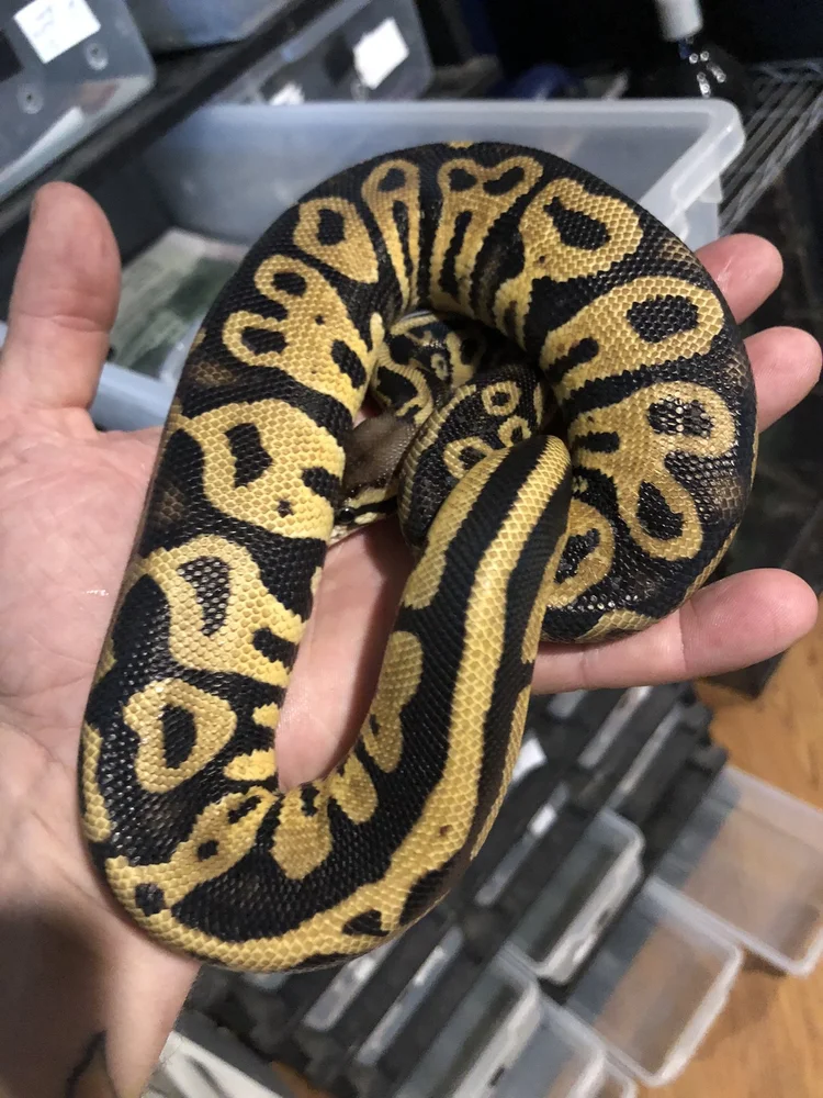 Snakes — Iowa Family Exotics & Rescues