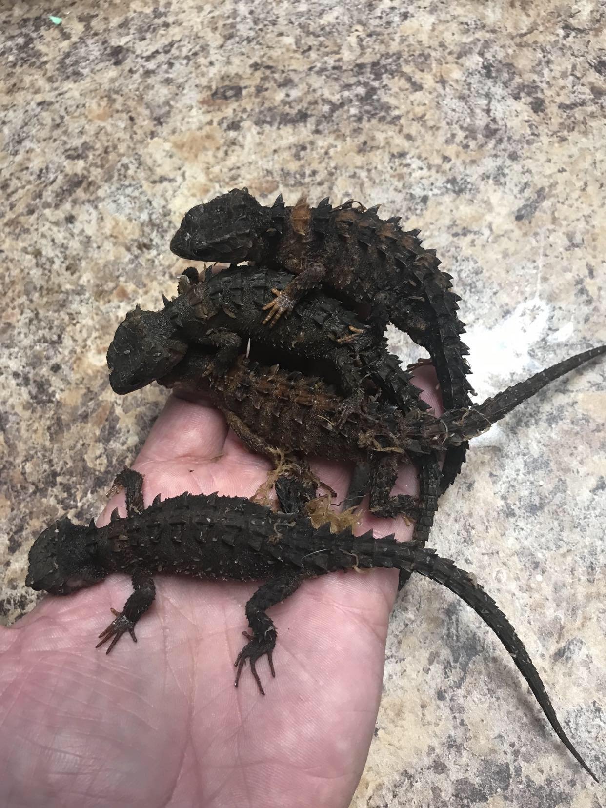 Reptiles & Amphibians — Iowa Family Exotics & Rescues