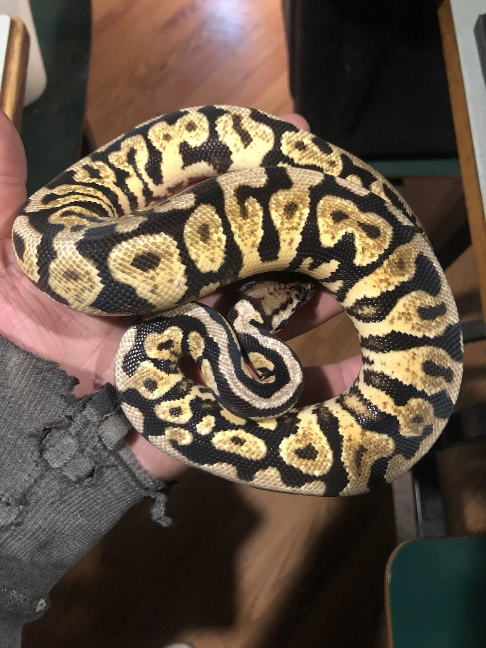 Snakes — Iowa Family Exotics & Rescues