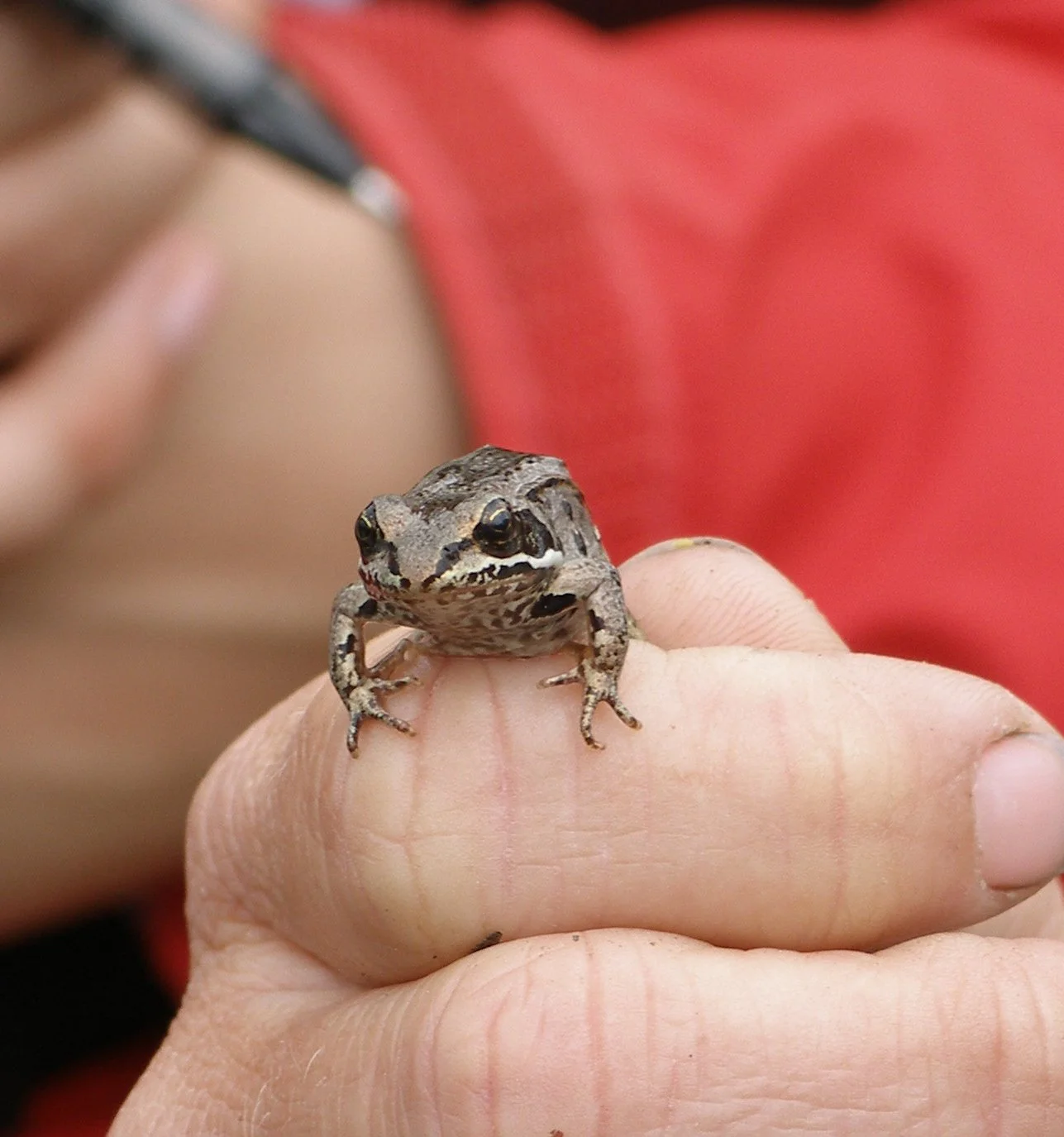 WRANGELL MOUNTAINS FIELD STUDIES