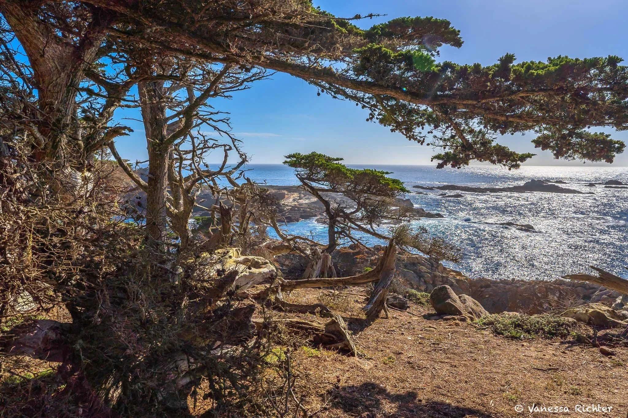 Best Short Hikes At Point Lobos State Natural Reserve — Vanessa Richter ...