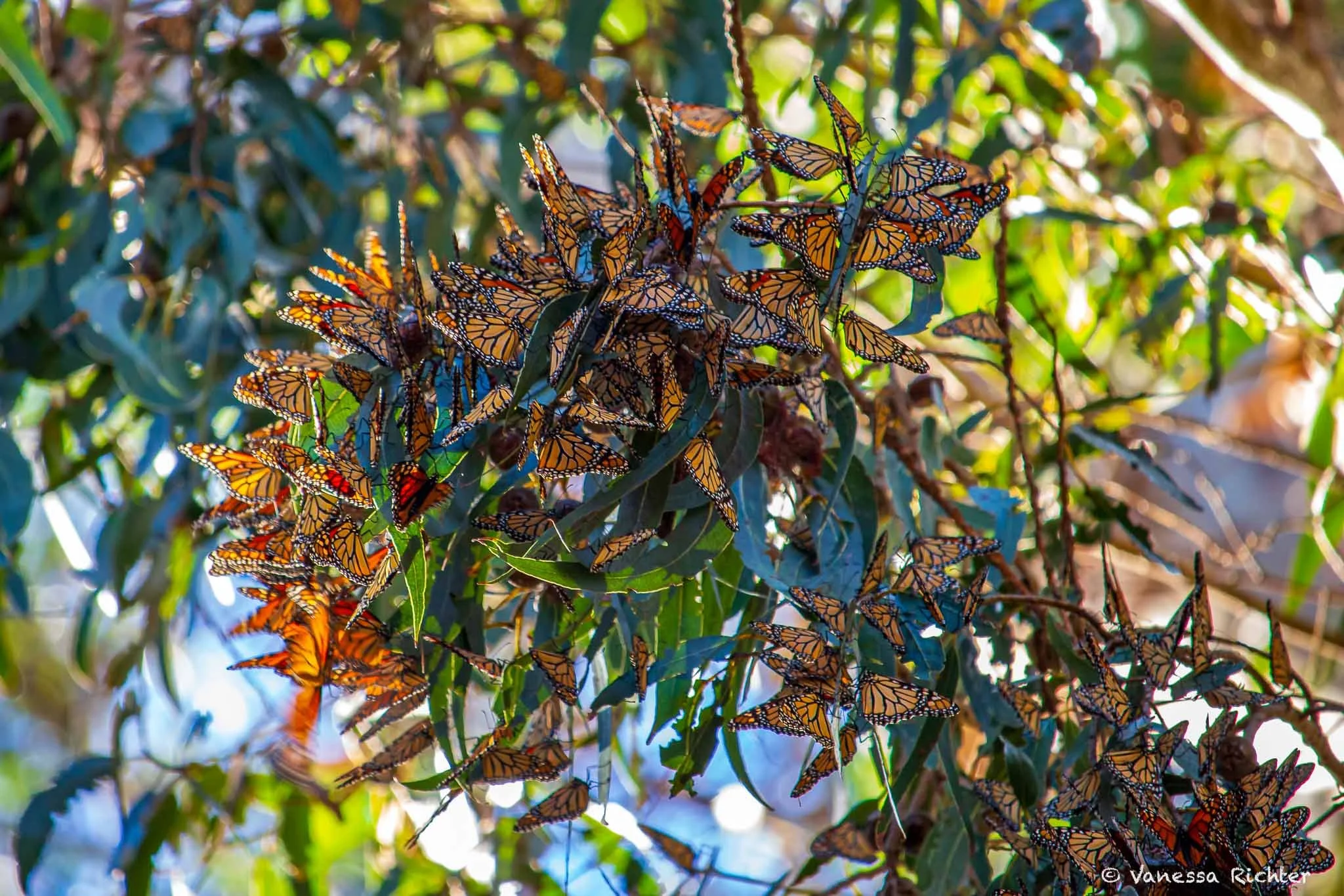 Monarch Butterfly Migration In California: Best Places to Spot ...