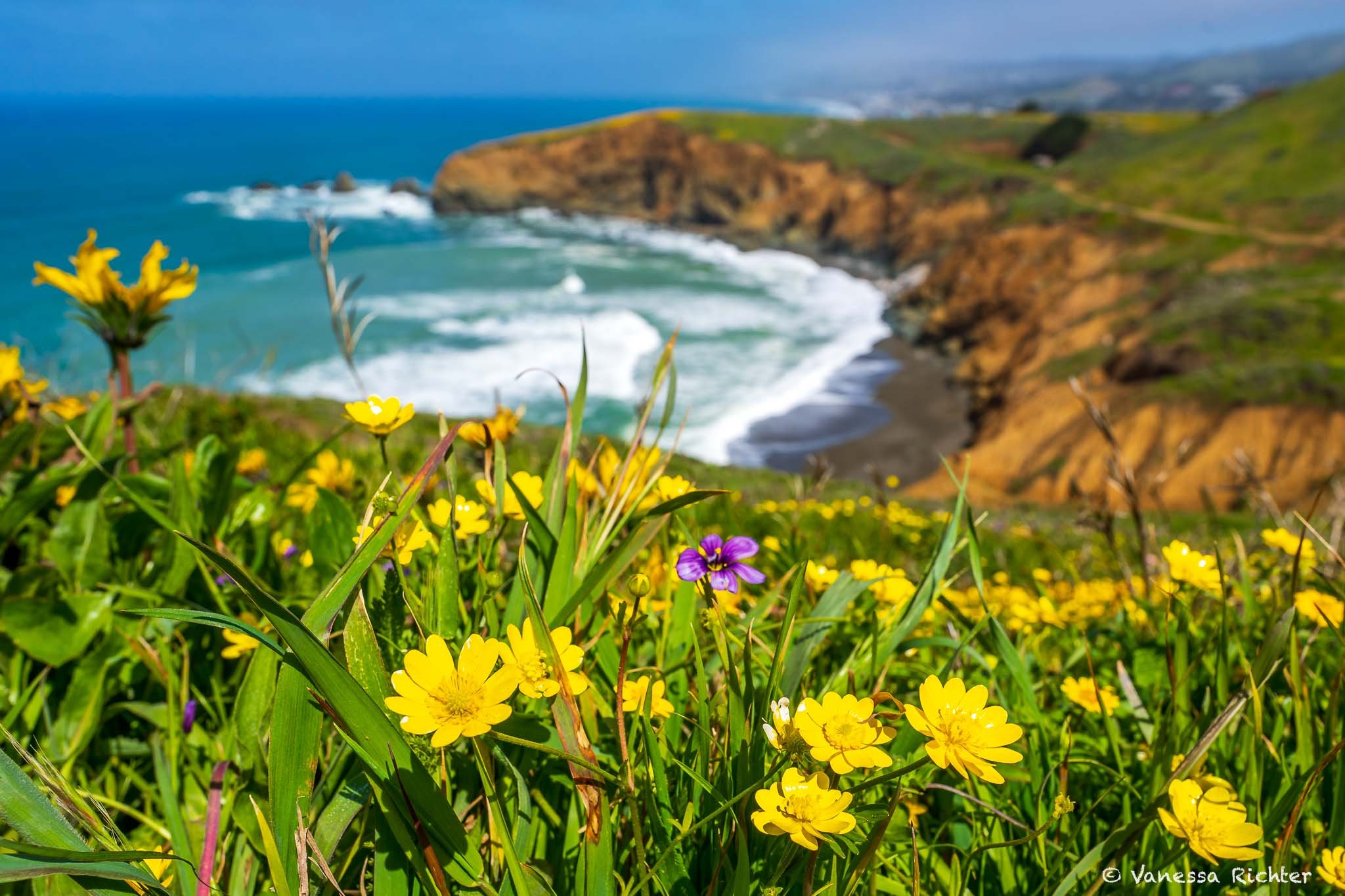 Hiking Mori Point In Spring: Where Wildflowers and Conservation Bloom ...