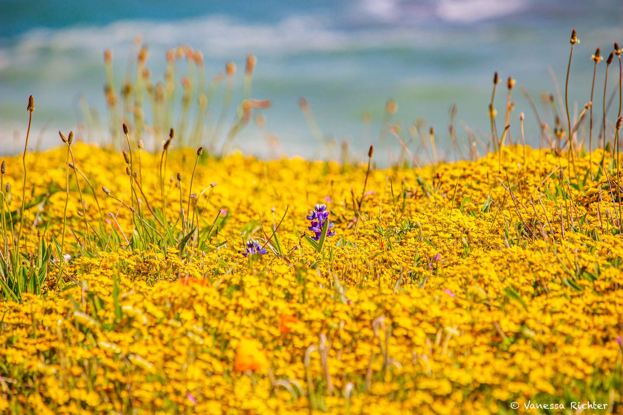 Hiking Mori Point In Spring: Where Wildflowers and Conservation Bloom ...