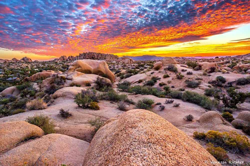 Full Guide to Joshua Tree National Park: Hikes, Wildlife, Stargazing ...