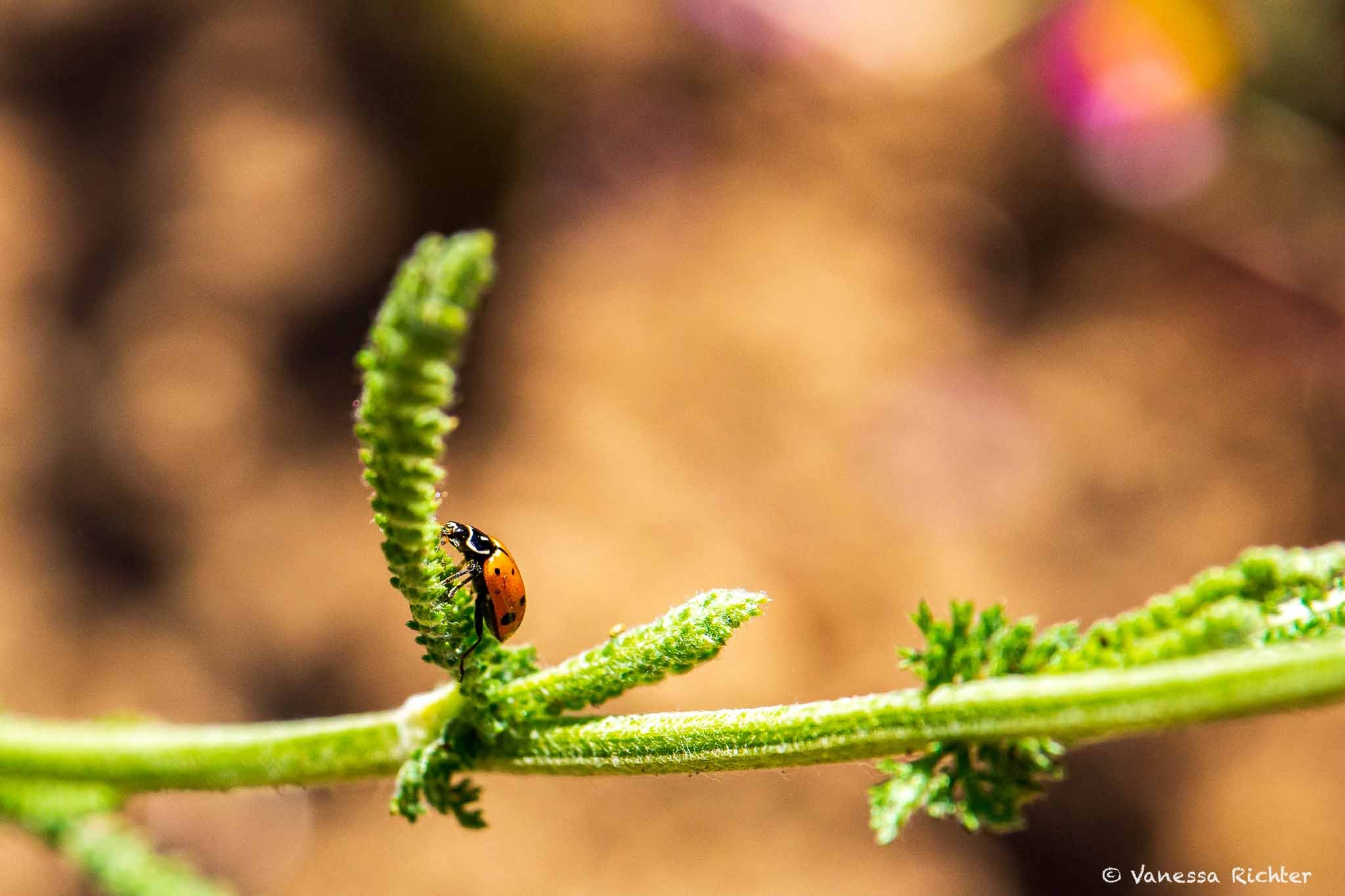 2 Days in Sequoia and Kings Canyon National Parks: A First Timer's ...