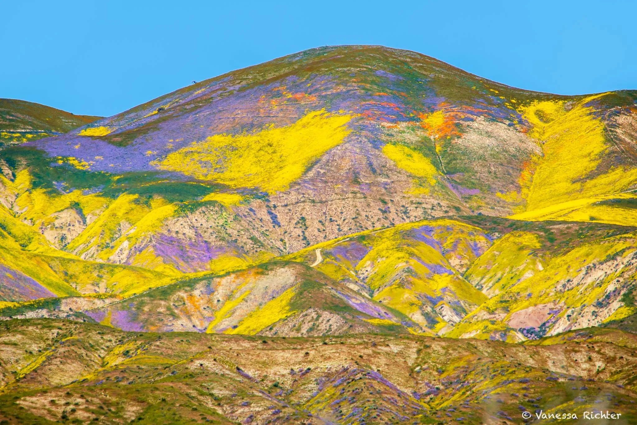What a Superbloom Really Looks Like: Our Visit to Carrizo Plain ...