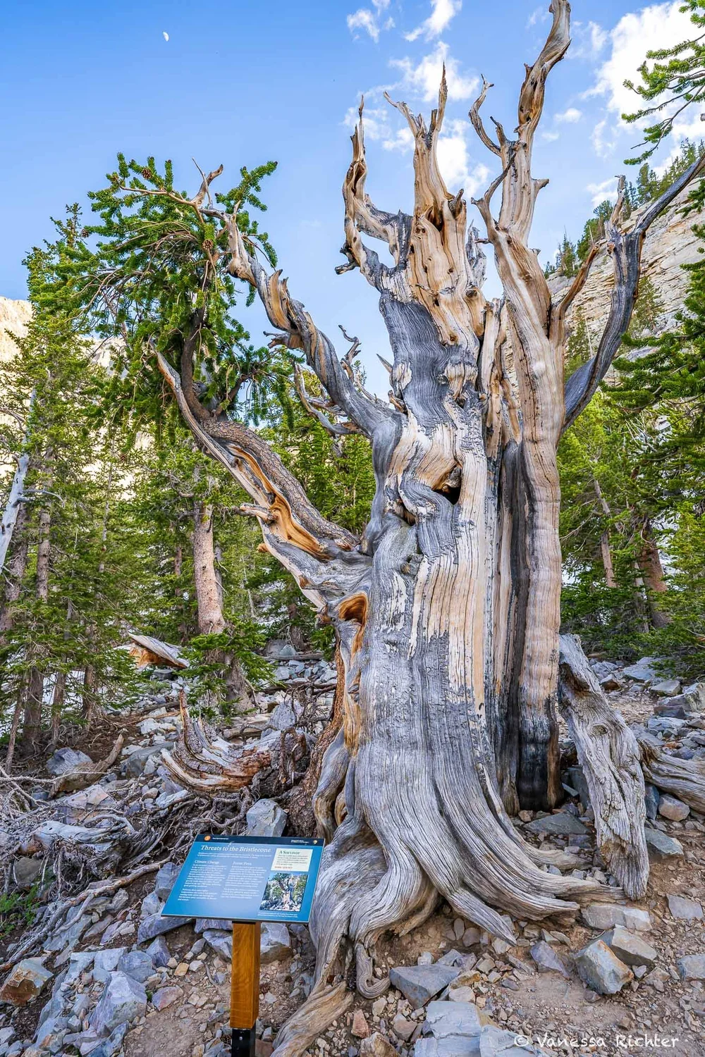 Guide To Great Basin National Park: What to See in Nevada’s National ...