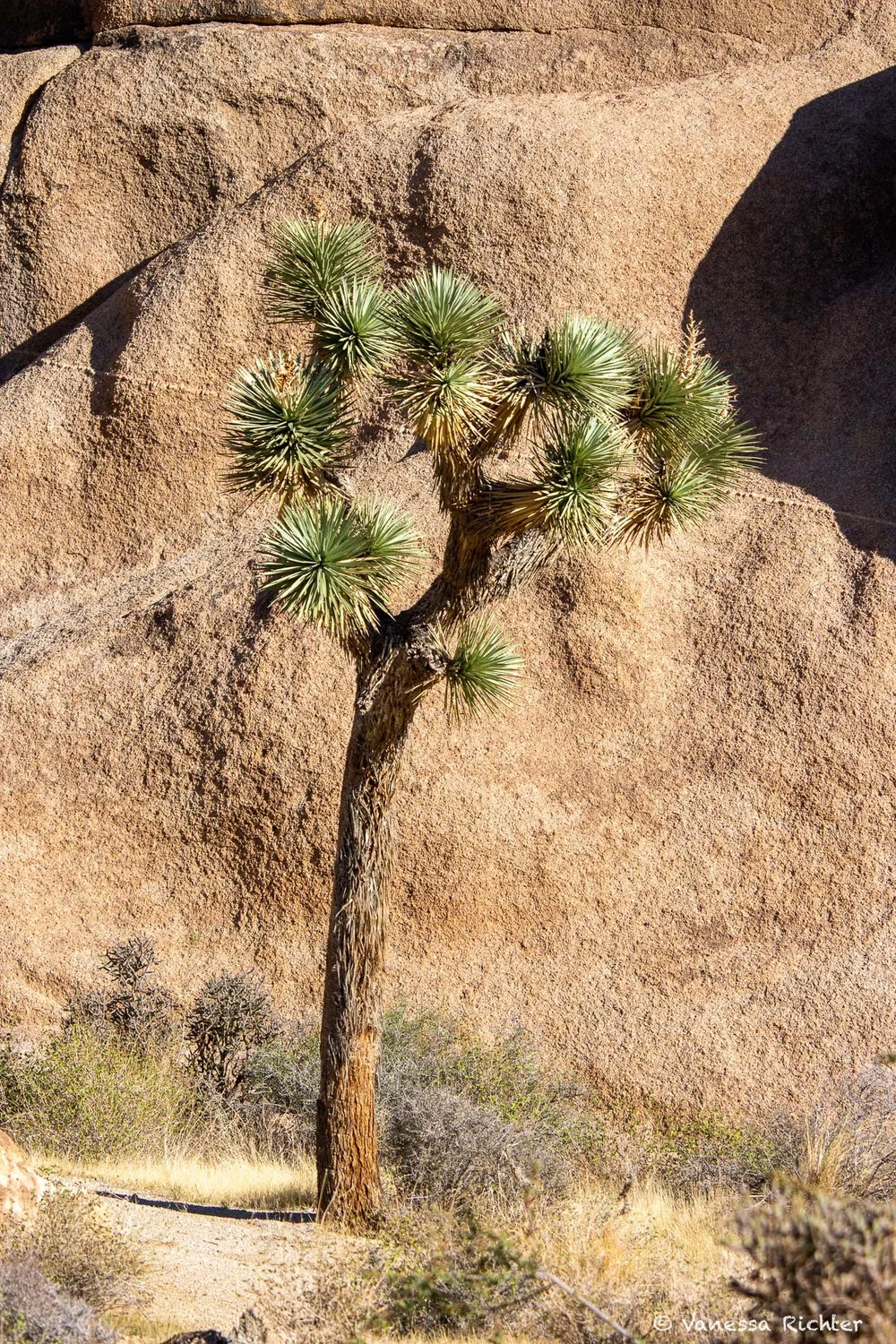 Full Guide to Joshua Tree National Park: Hikes, Wildlife, Stargazing ...