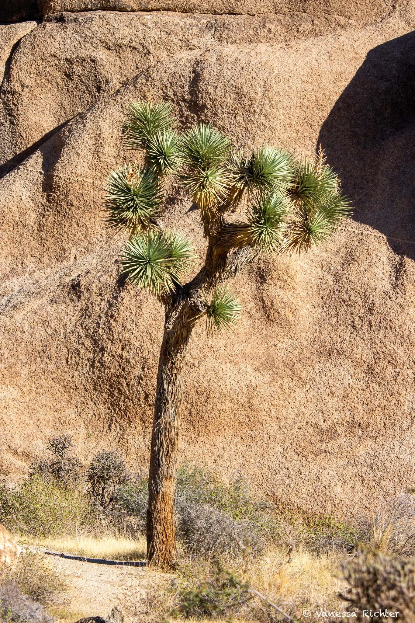 Full Guide to Joshua Tree National Park: Hikes, Wildlife, Stargazing ...